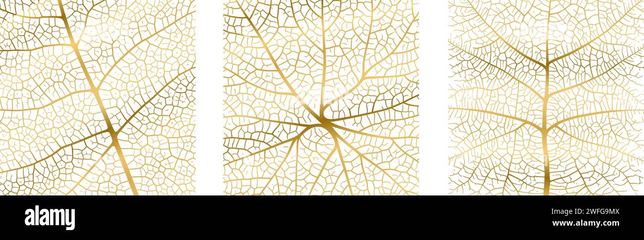 Leaf vein vascular detail Stock Vector Images - Alamy