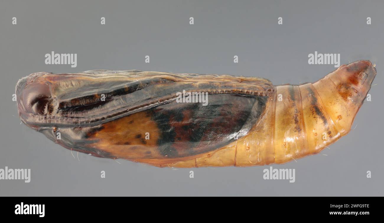 The pupa of Indian meal moth Plodia interpunctella. Developing inside ...