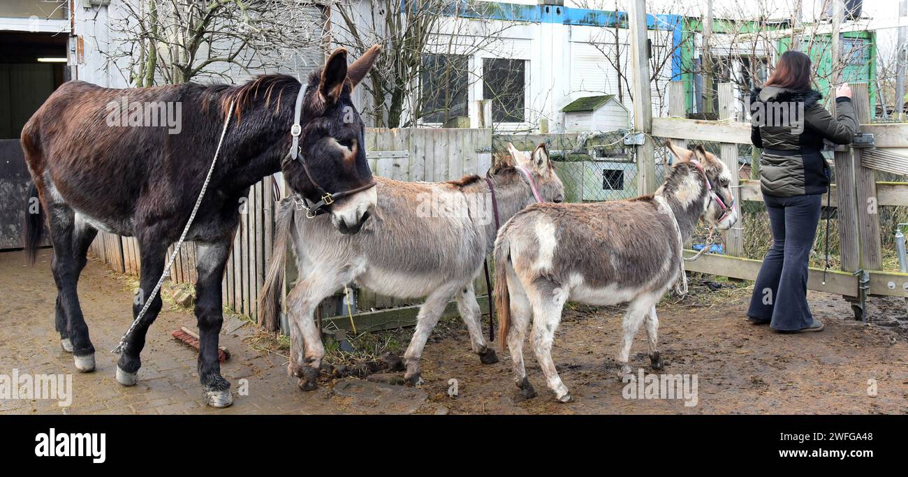 PRODUCTION - 26 January 2024, Saxony, Krostitz: The oversized donkey ...