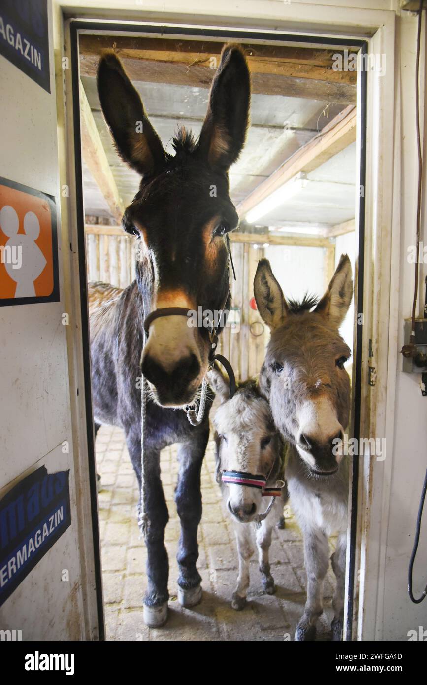PRODUCTION - 26 January 2024, Saxony, Krostitz: The oversized donkey ...
