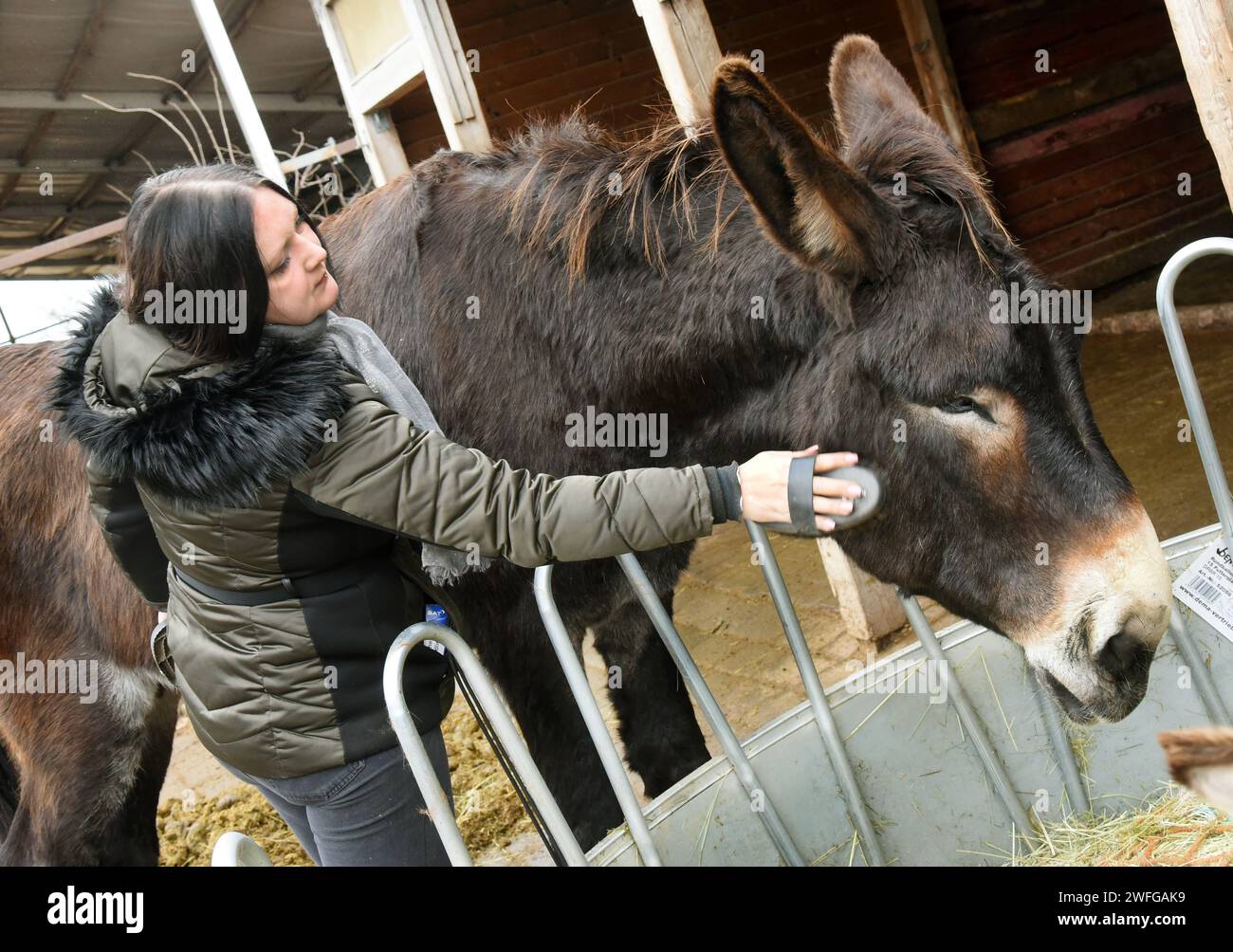 German giant donkey hi-res stock photography and images - Alamy