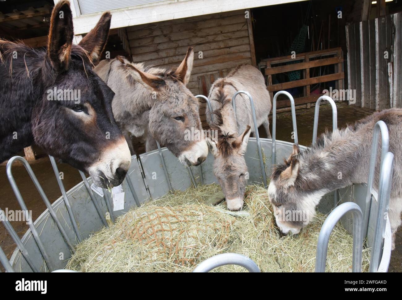 Krostitz, Germany. 26th Jan, 2024. On Katharina Perutzki's cuddly farm ...