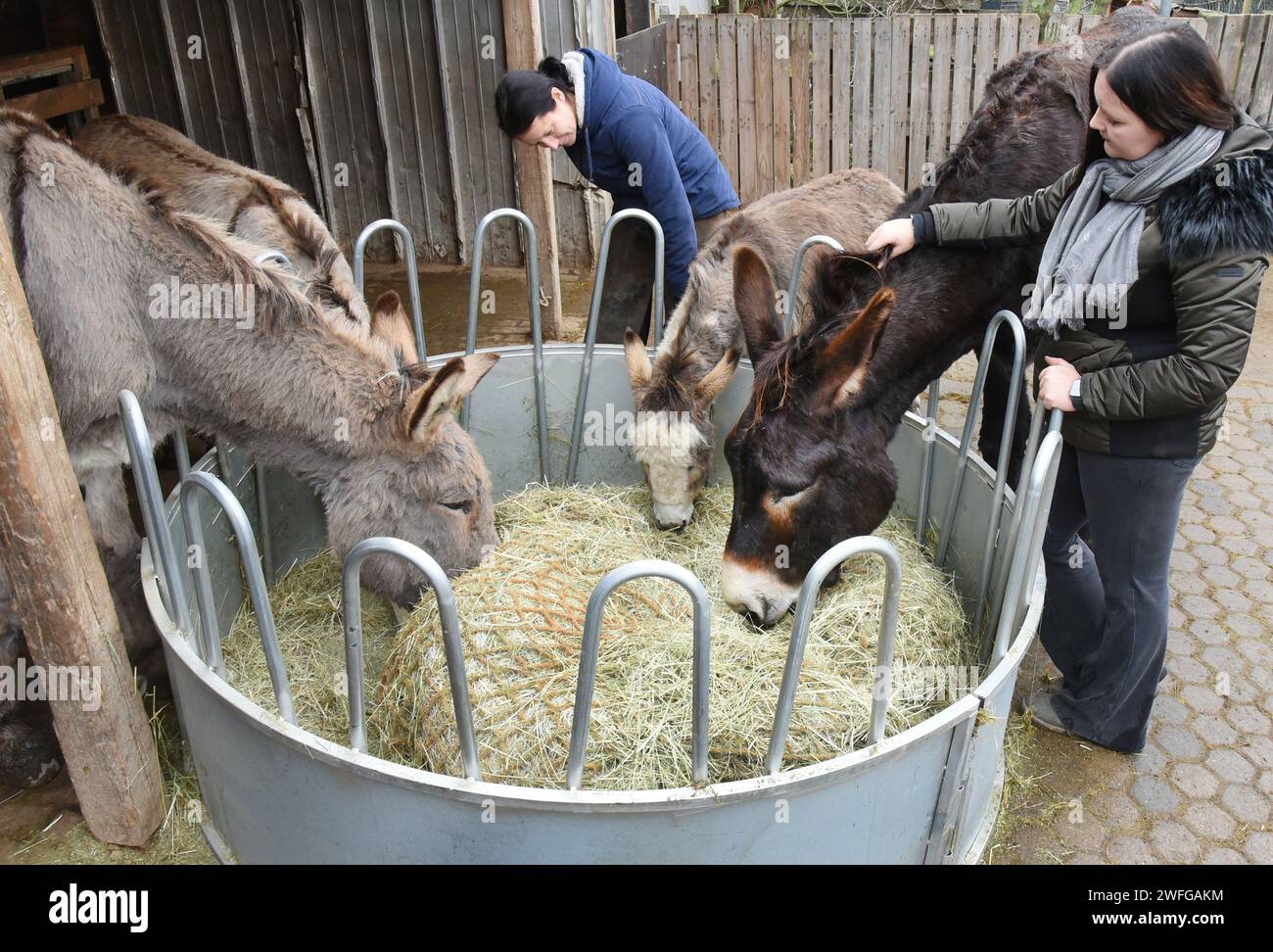 Hoof trimmer hi-res stock photography and images - Alamy