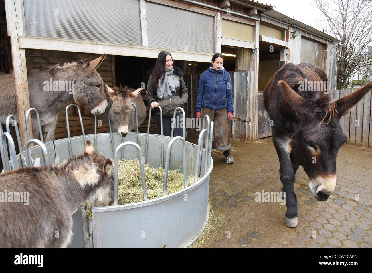 German giant donkey hi-res stock photography and images - Alamy