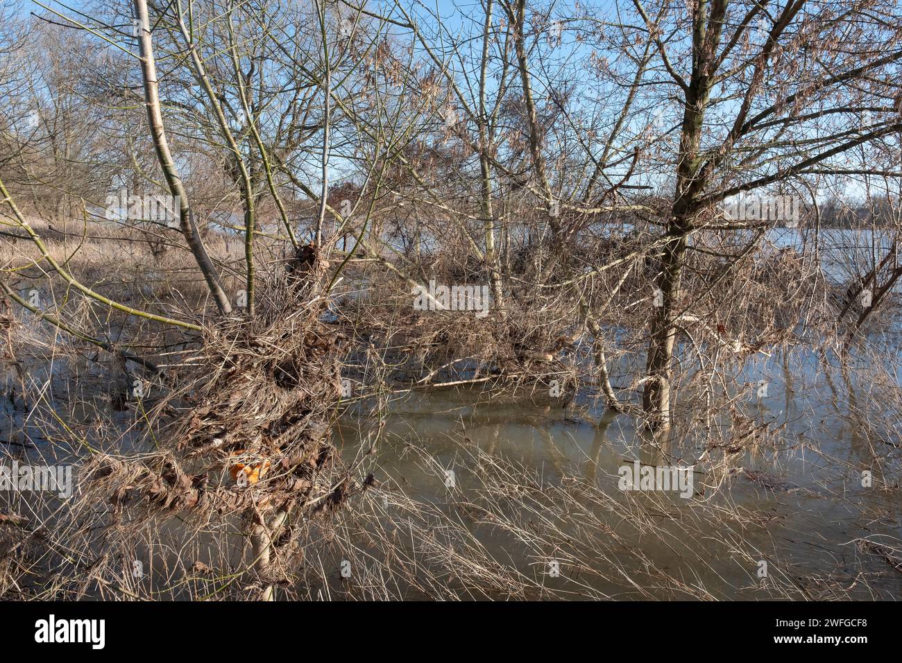 Rhine floods in the Cologne Rhine meadows Stock Photo - Alamy