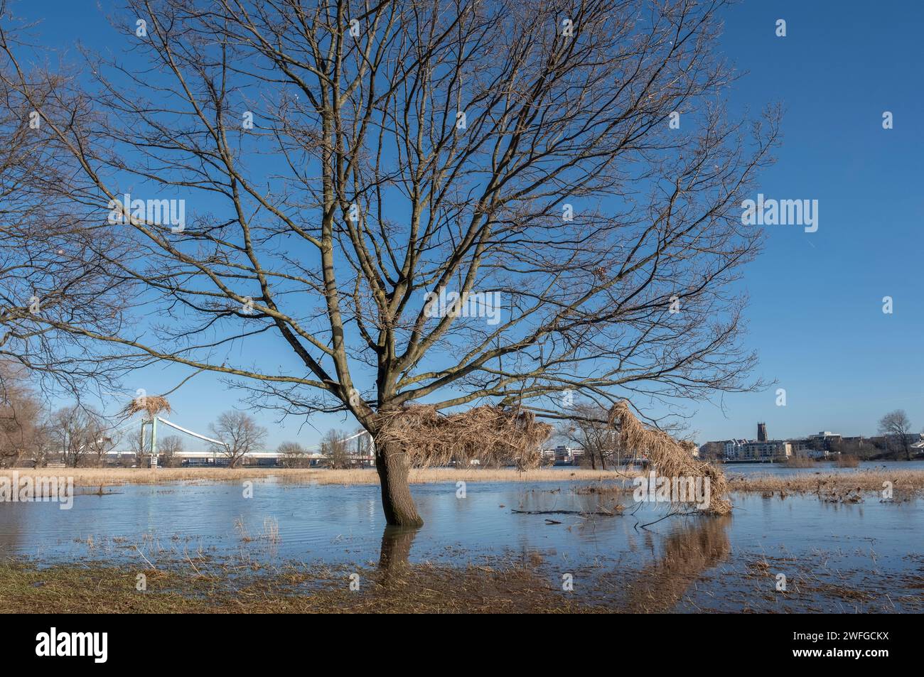 Rhine floods in the Cologne Rhine meadows Stock Photo - Alamy
