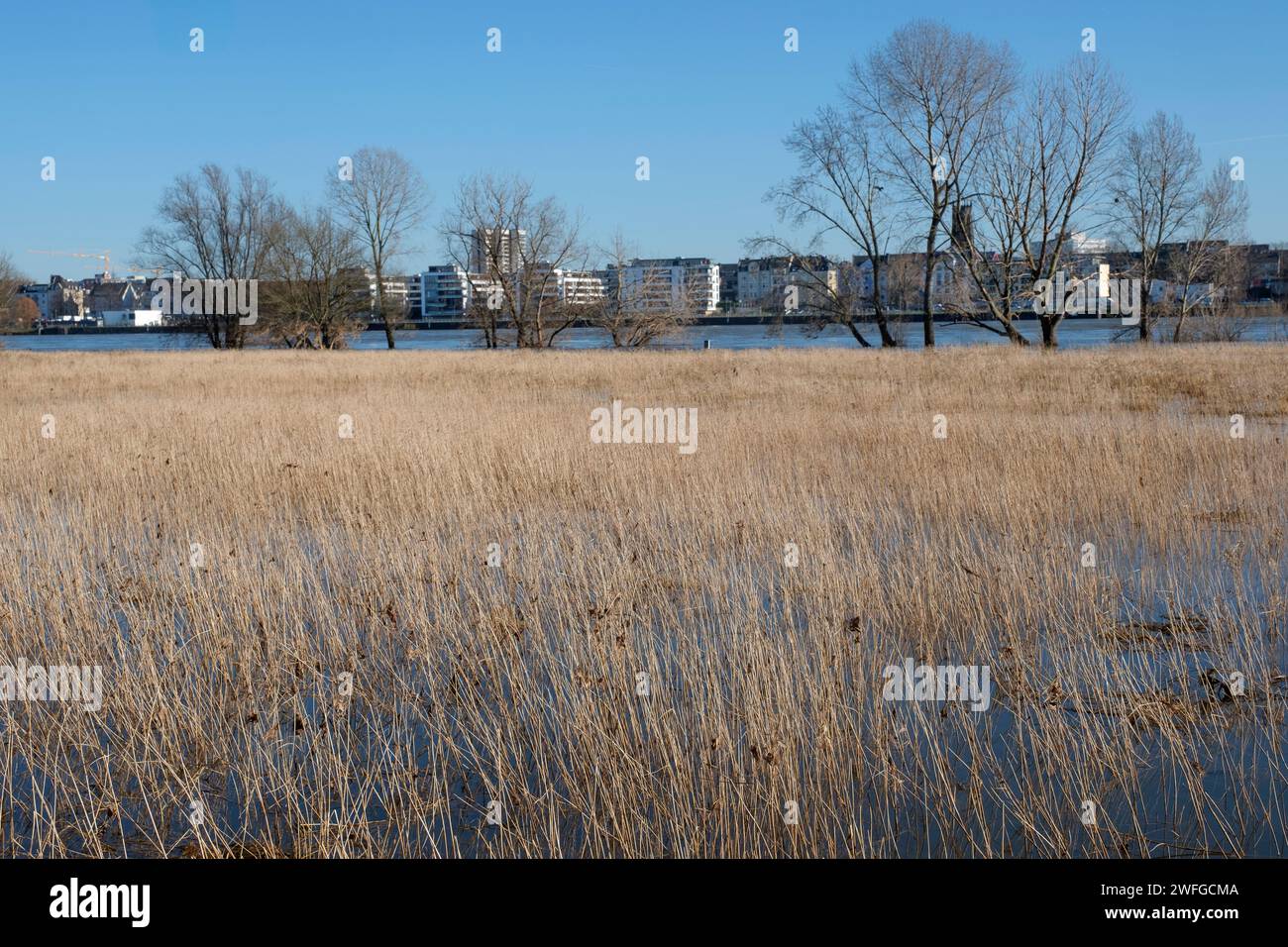 Meadows of the rhine hi-res stock photography and images - Alamy