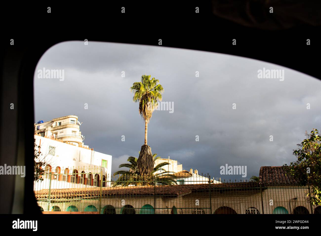 A palm tree through a car window in Constantine, Algeria Stock Photo ...