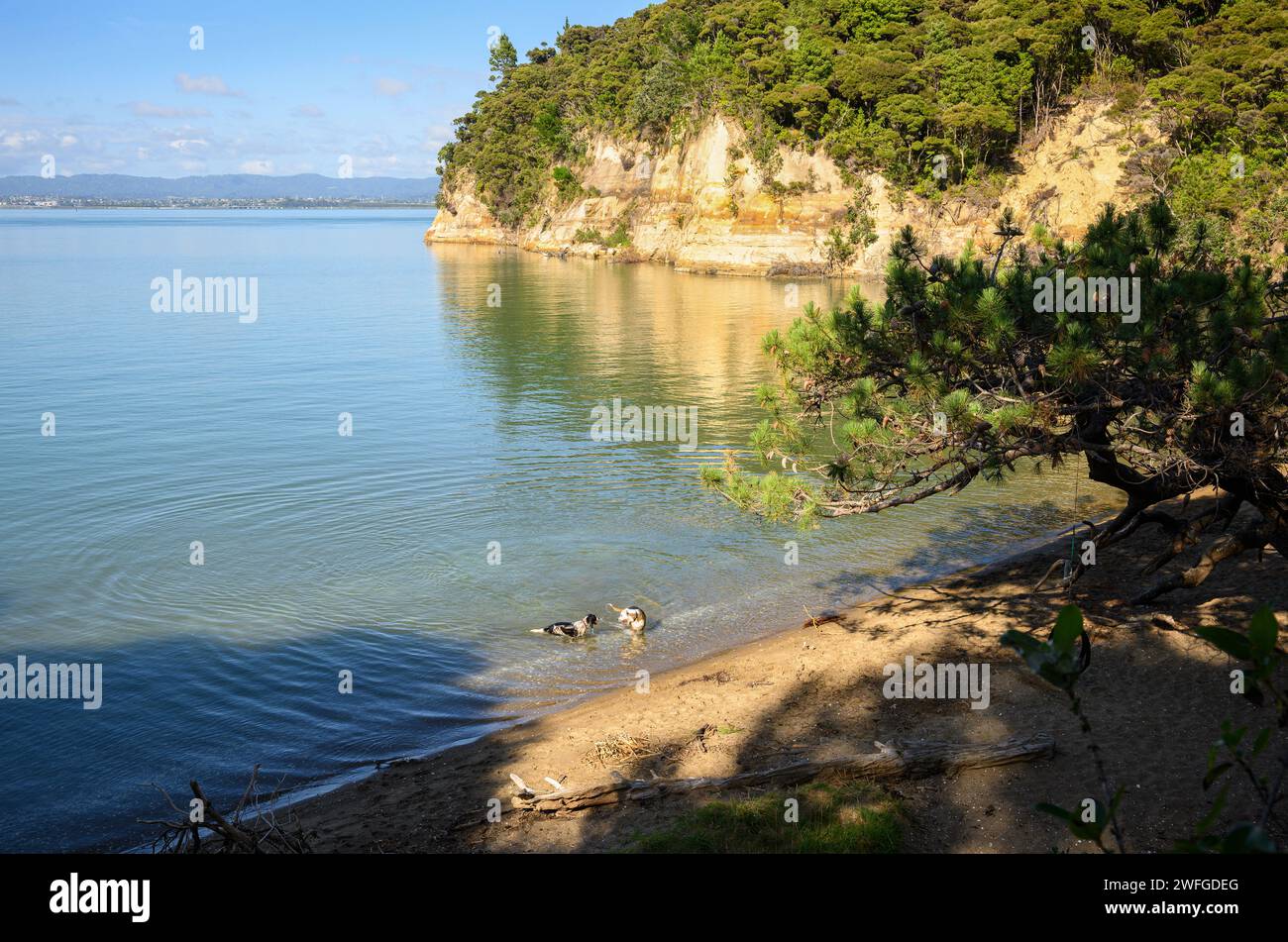 Kauri point centennial loop track hi-res stock photography and images ...