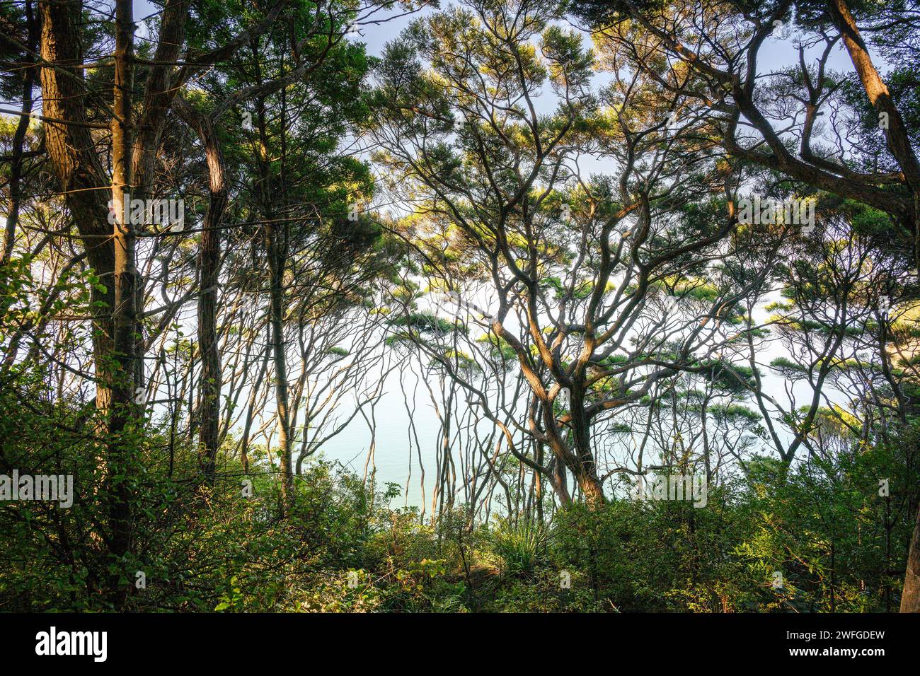 Kauri point centennial loop track hi-res stock photography and images ...