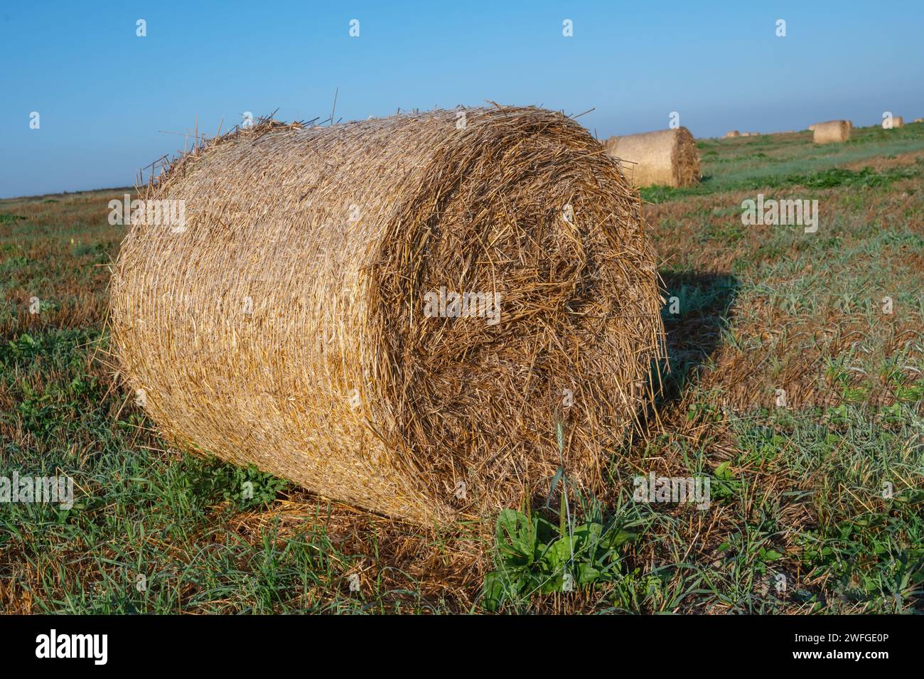 Straw grass clippings hi-res stock photography and images - Alamy