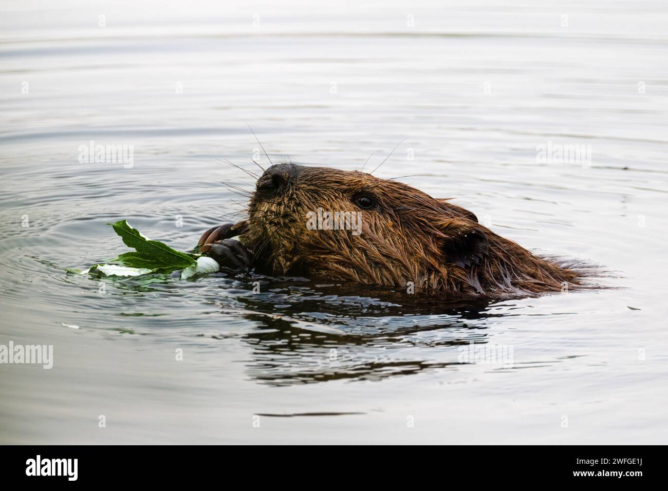 Eurasian beaver tail hi-res stock photography and images - Alamy