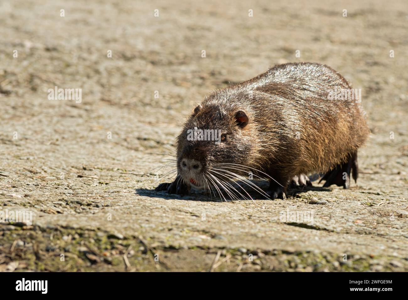 Italy, Lombardy, Countryside of Cremona Province, Coypu, Nutria ...