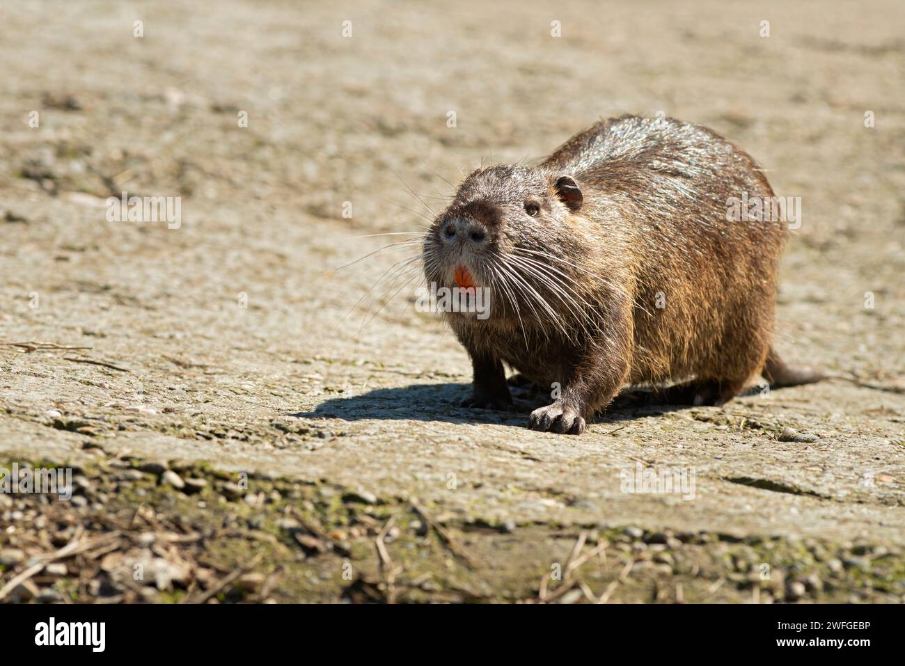 Italy, Lombardy, Countryside of Cremona Province, Coypu, Nutria ...