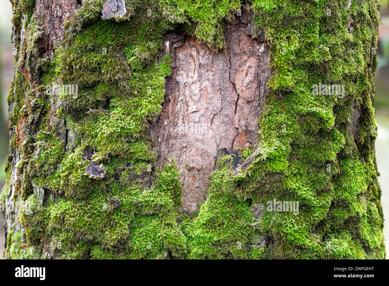 Mossy green color hi-res stock photography and images - Alamy