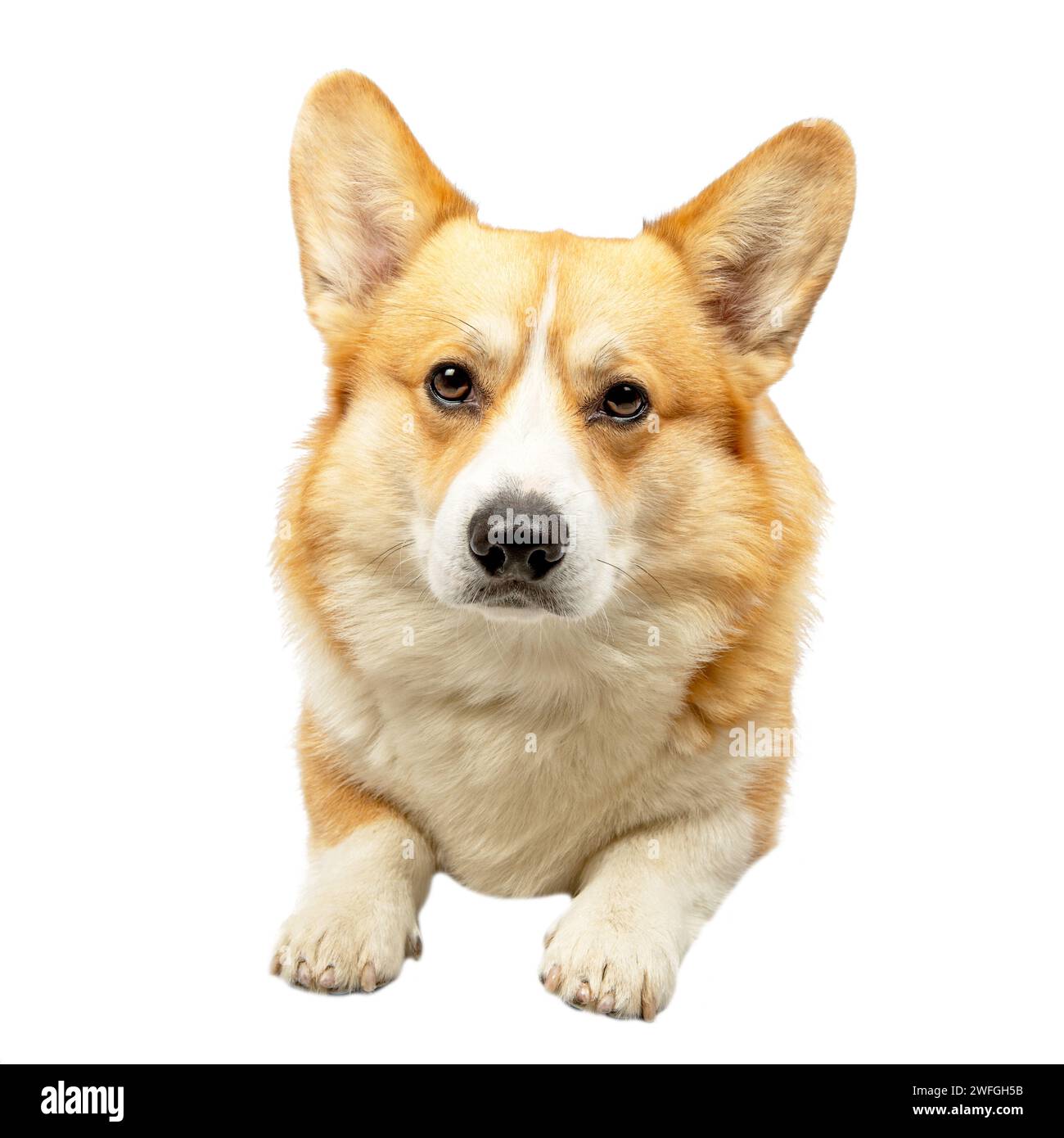 welsh corgi pembroke isolated on white background Stock Photo - Alamy