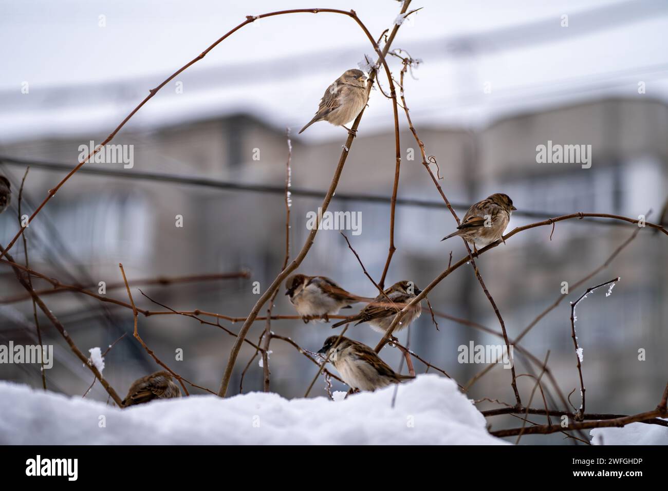 Group of sparrows hi-res stock photography and images - Alamy