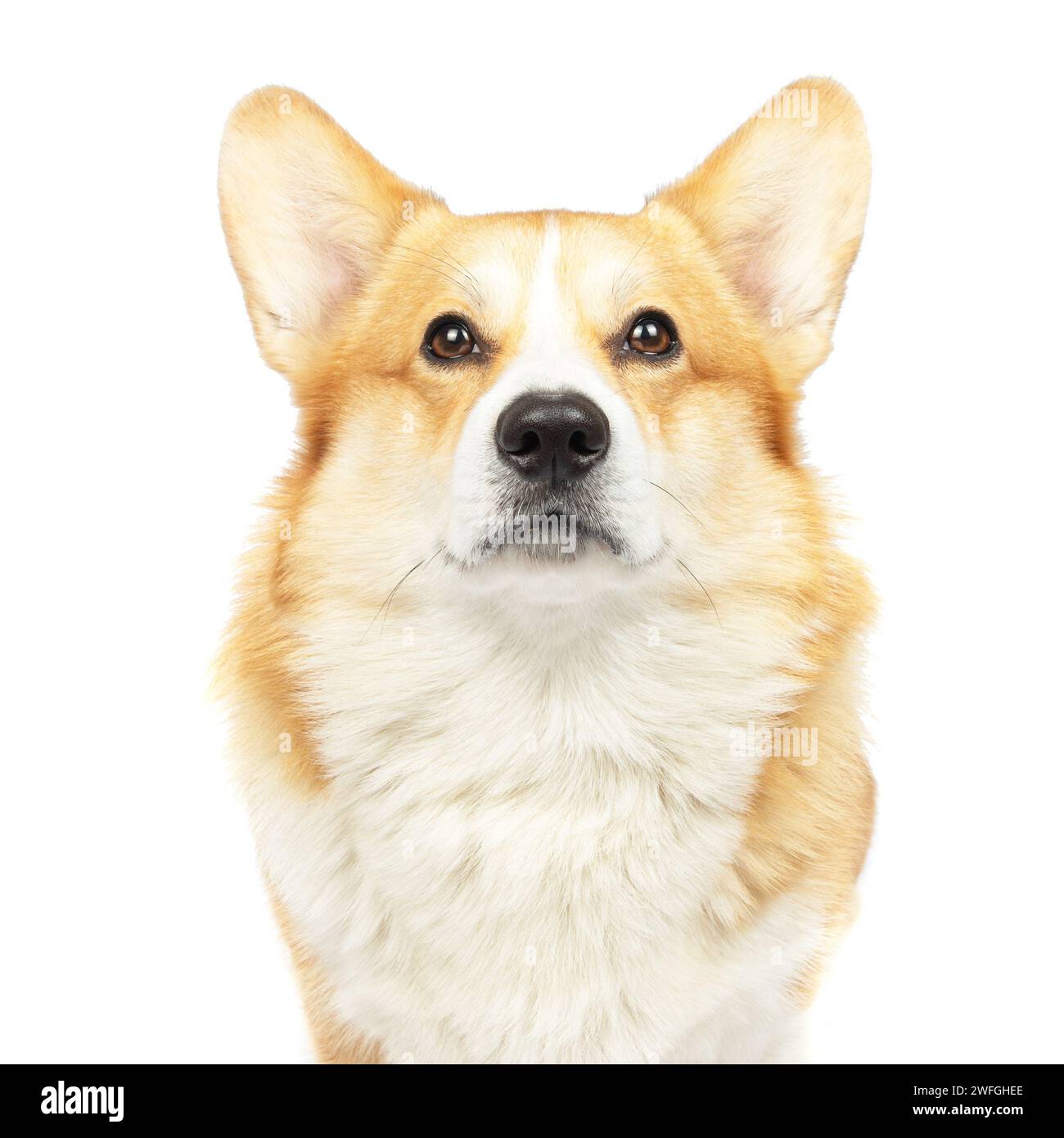 welsh corgi pembroke isolated on white background Stock Photo - Alamy