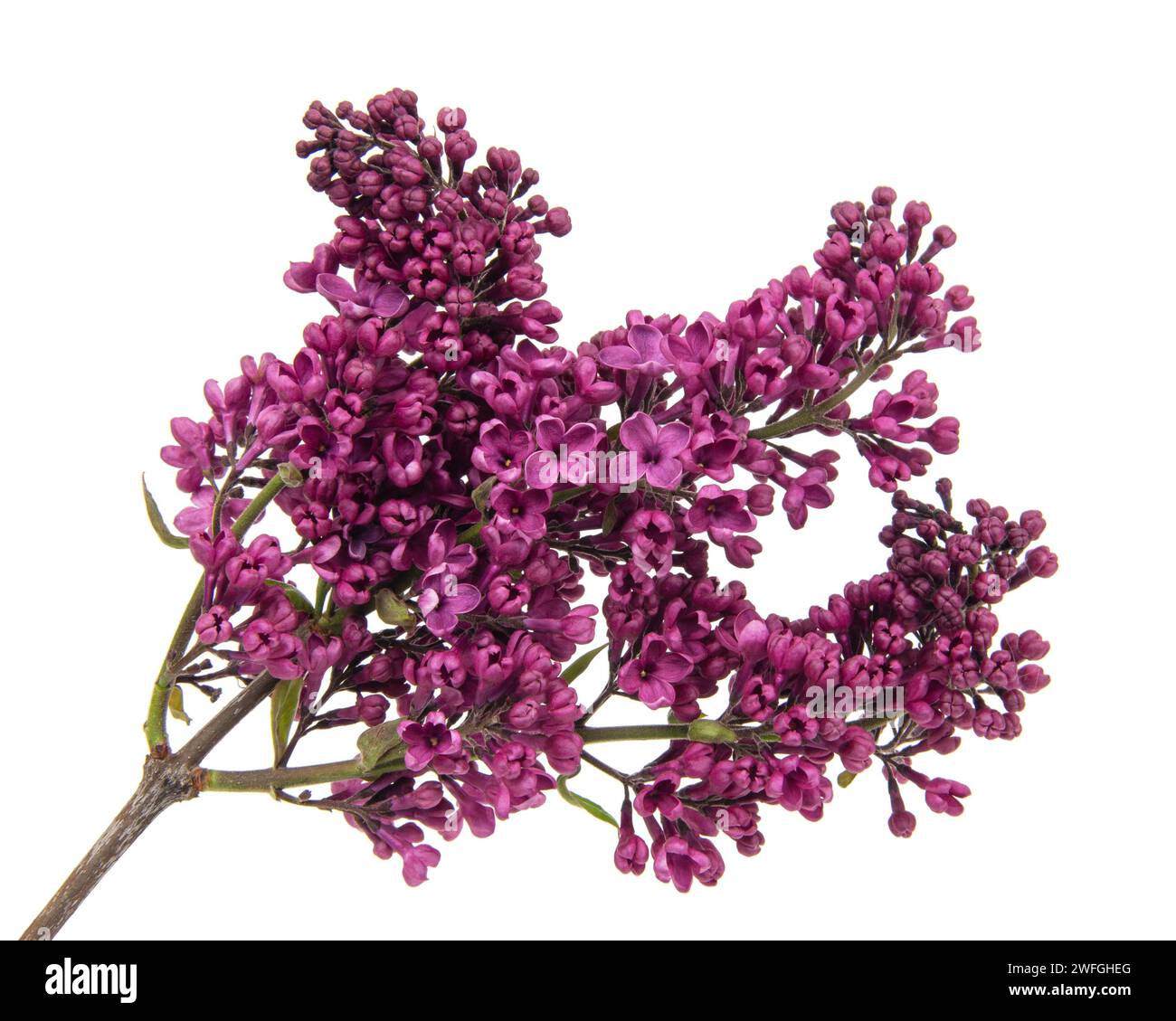 Purple lilac branch on white. Bunch of fresh blooming Violet lilac ...