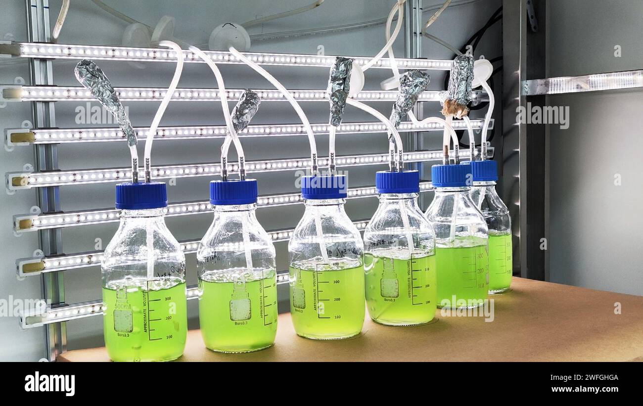 Green algae lab hi-res stock photography and images - Alamy