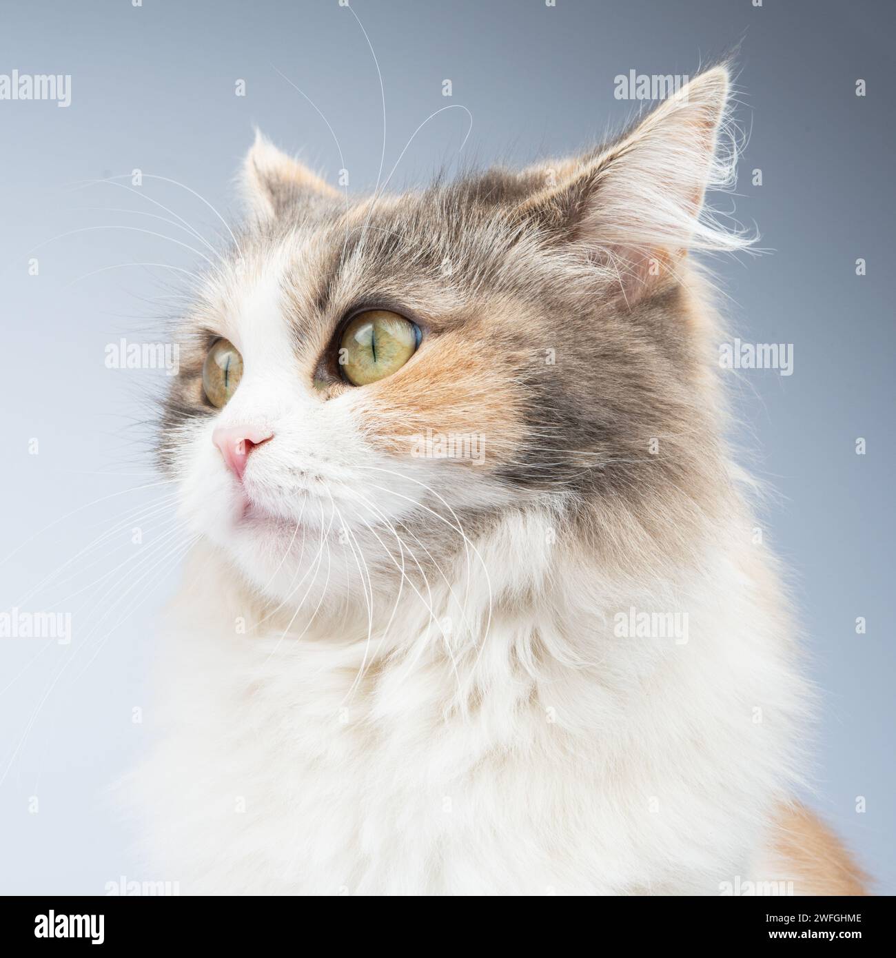 Bright fluffy funny cat isolated on the white background Stock Photo ...