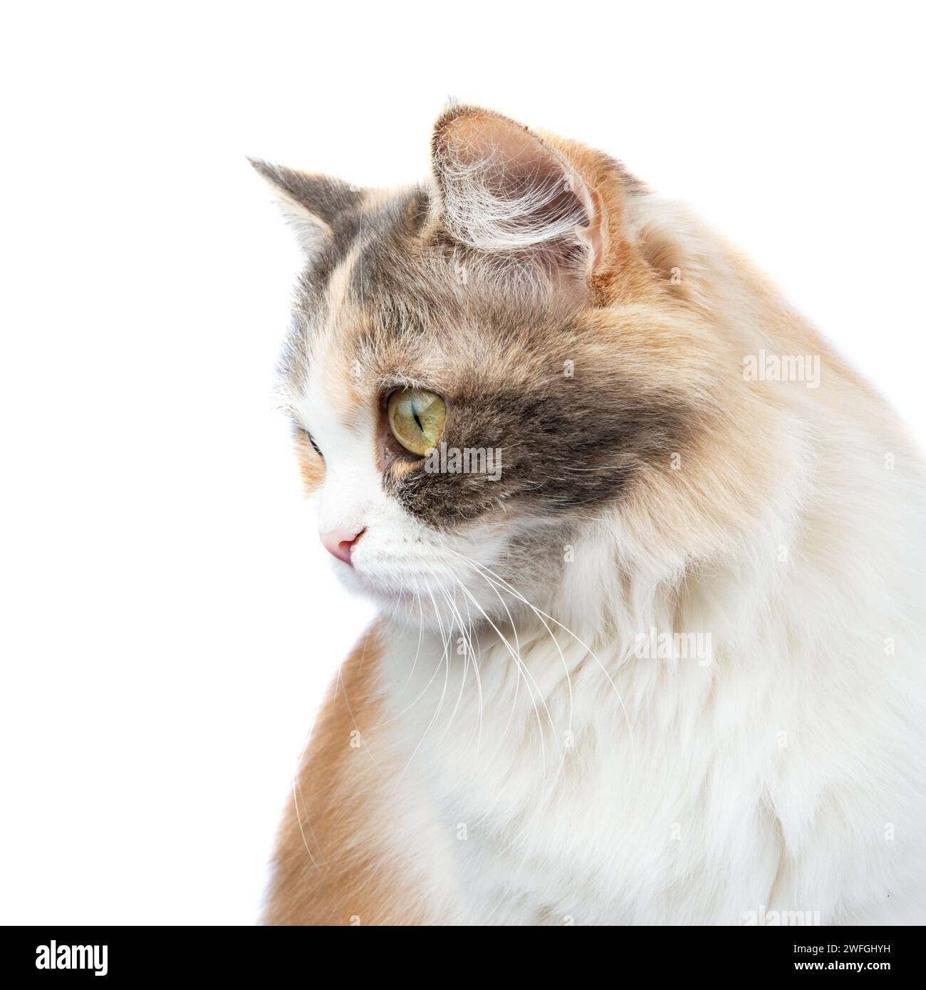 Funny cat isolated on hi-res stock photography and images - Alamy