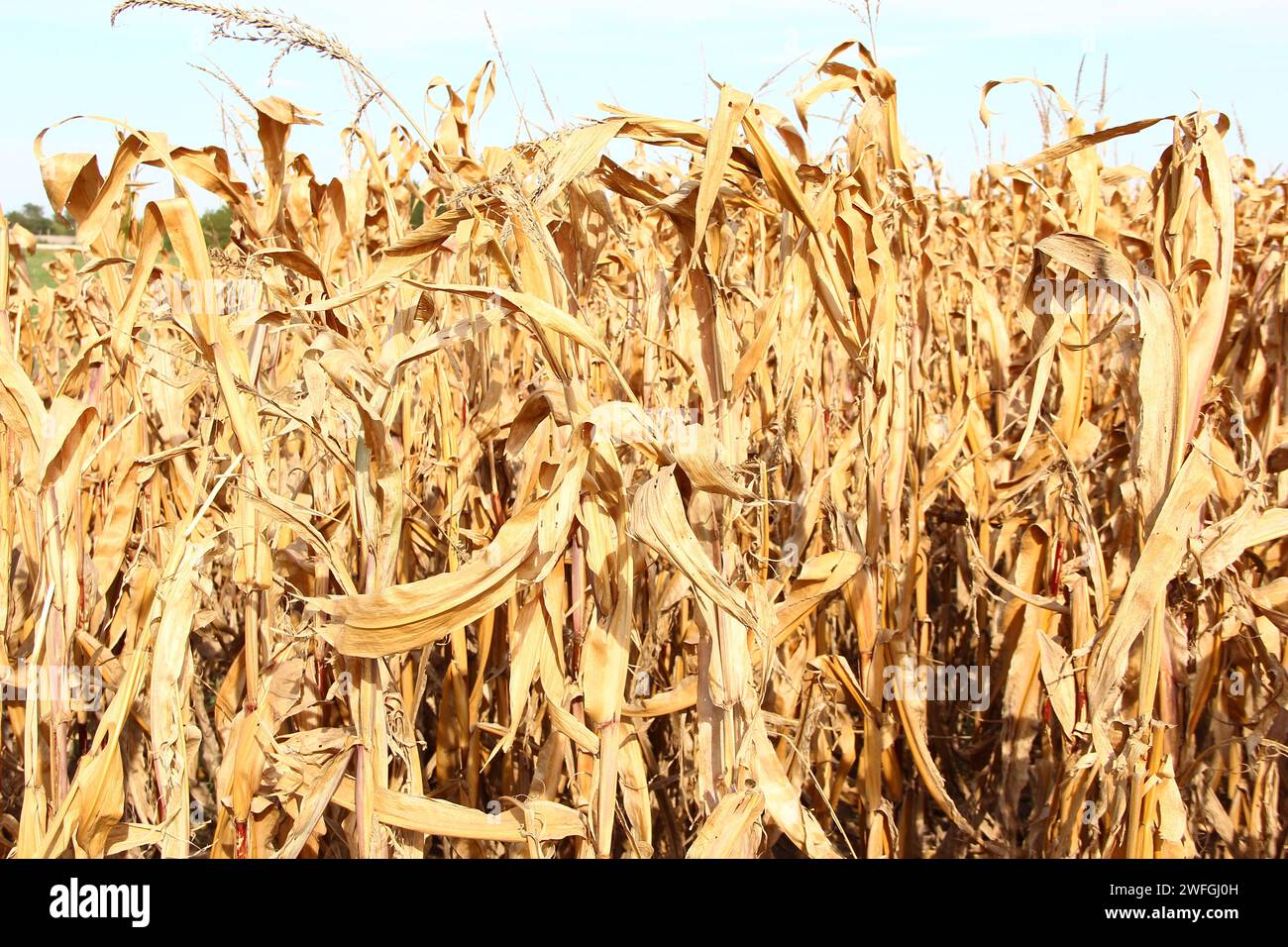 Dry corn ready to the harvest Stock Photo - Alamy