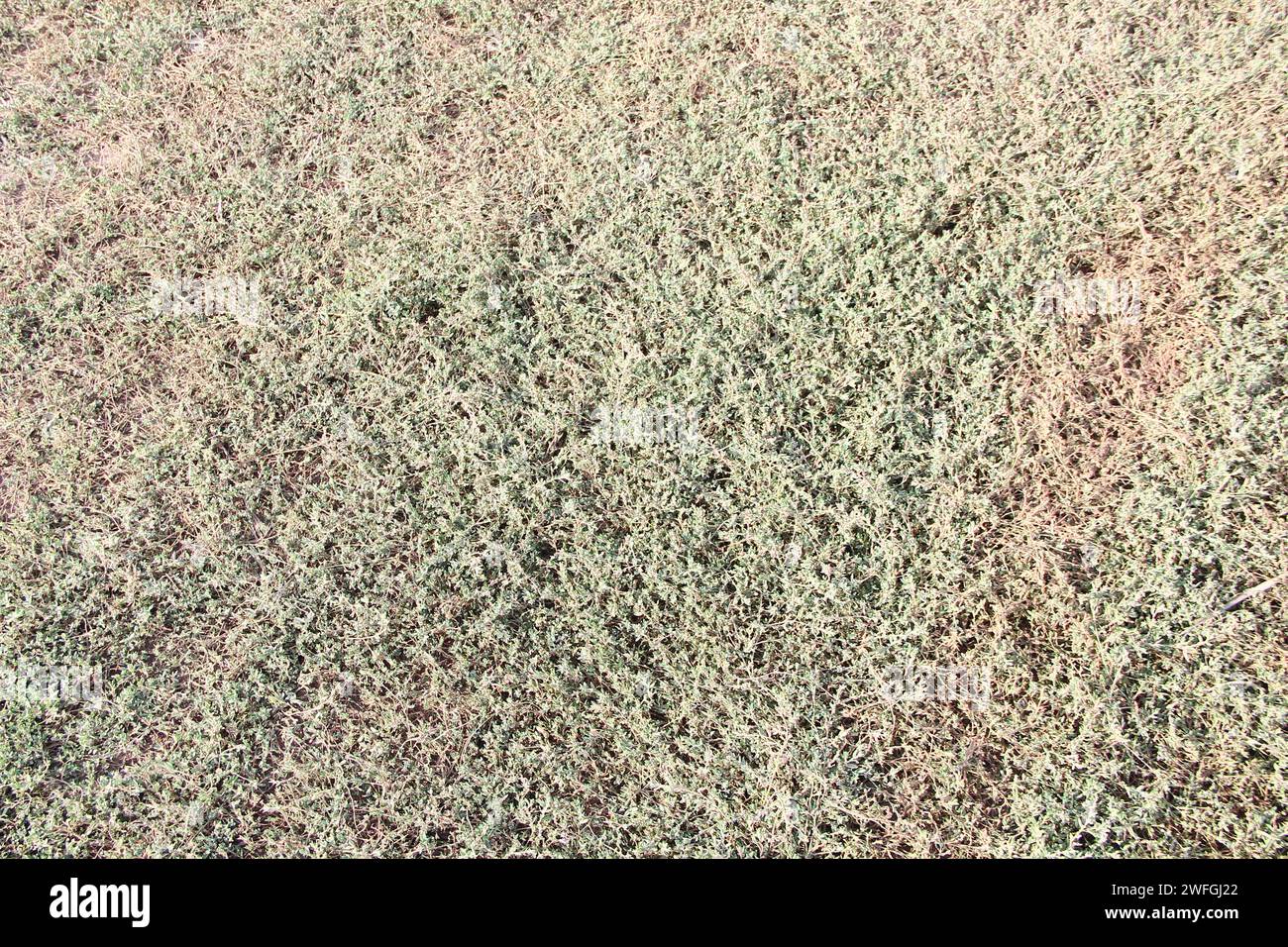 Old and faded grass texture background Stock Photo - Alamy