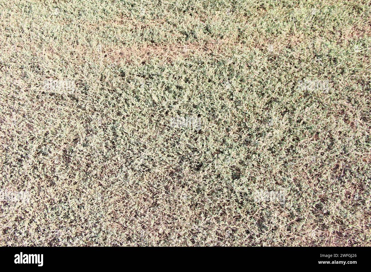 Old and faded grass texture background Stock Photo - Alamy