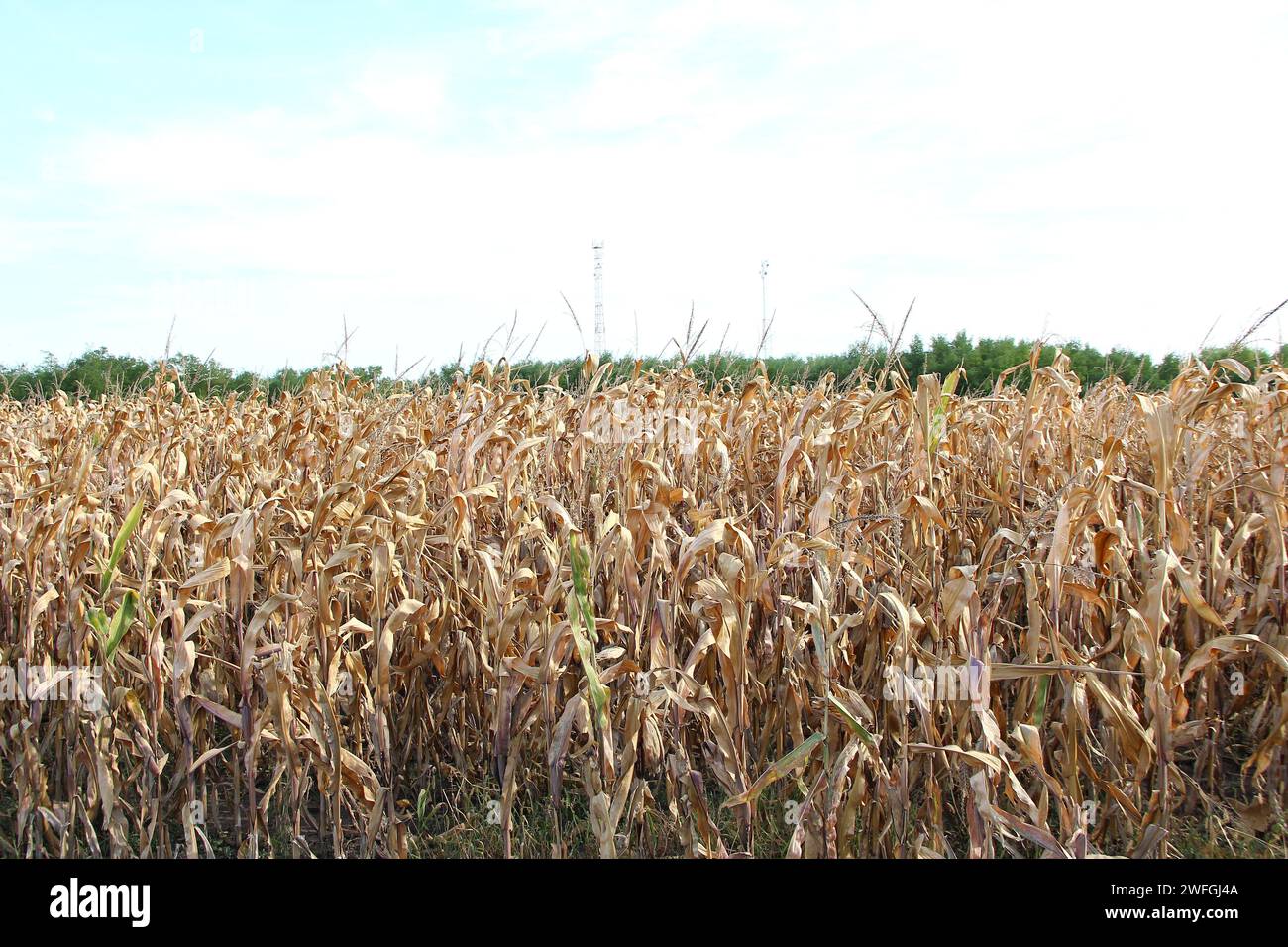 Mature harvest ready ear hi-res stock photography and images - Alamy