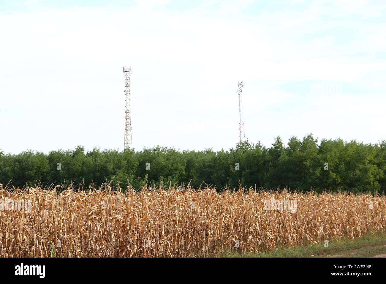 Corn cob field drying hi-res stock photography and images - Alamy