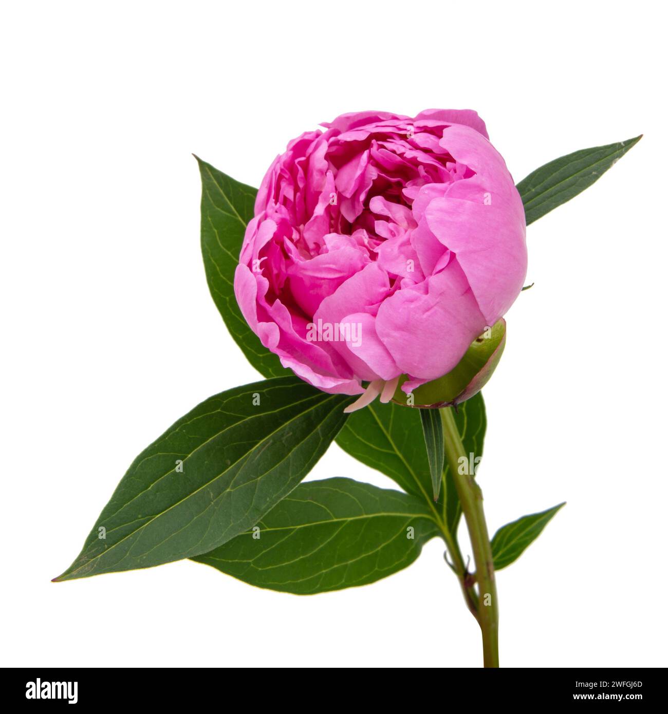 Beautiful fresh peony flower with leaves on white background Stock ...
