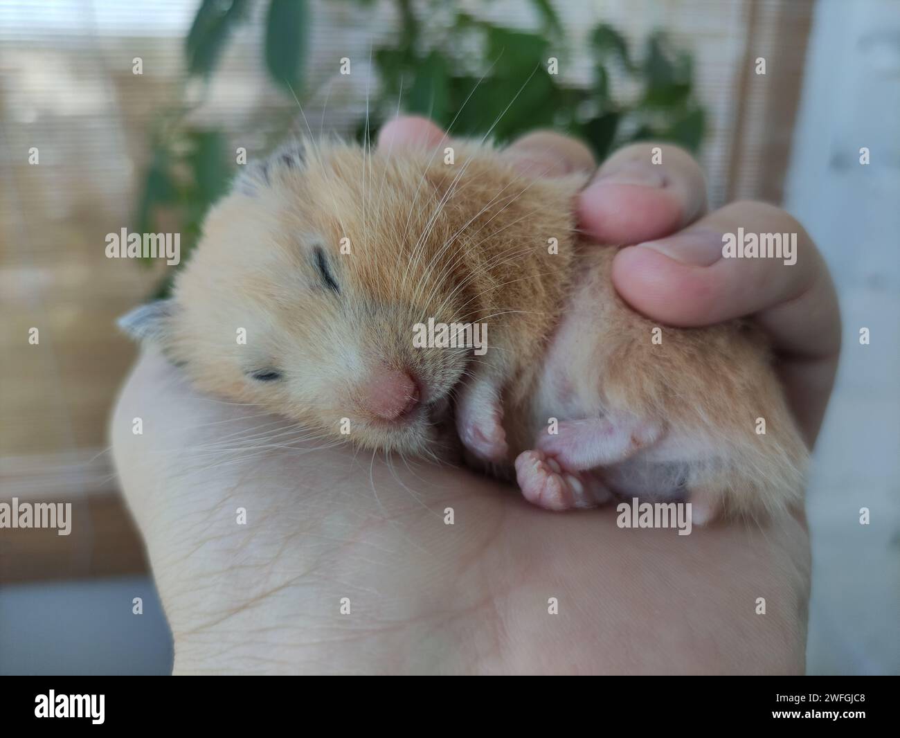 Hamster in a hand hi-res stock photography and images - Alamy