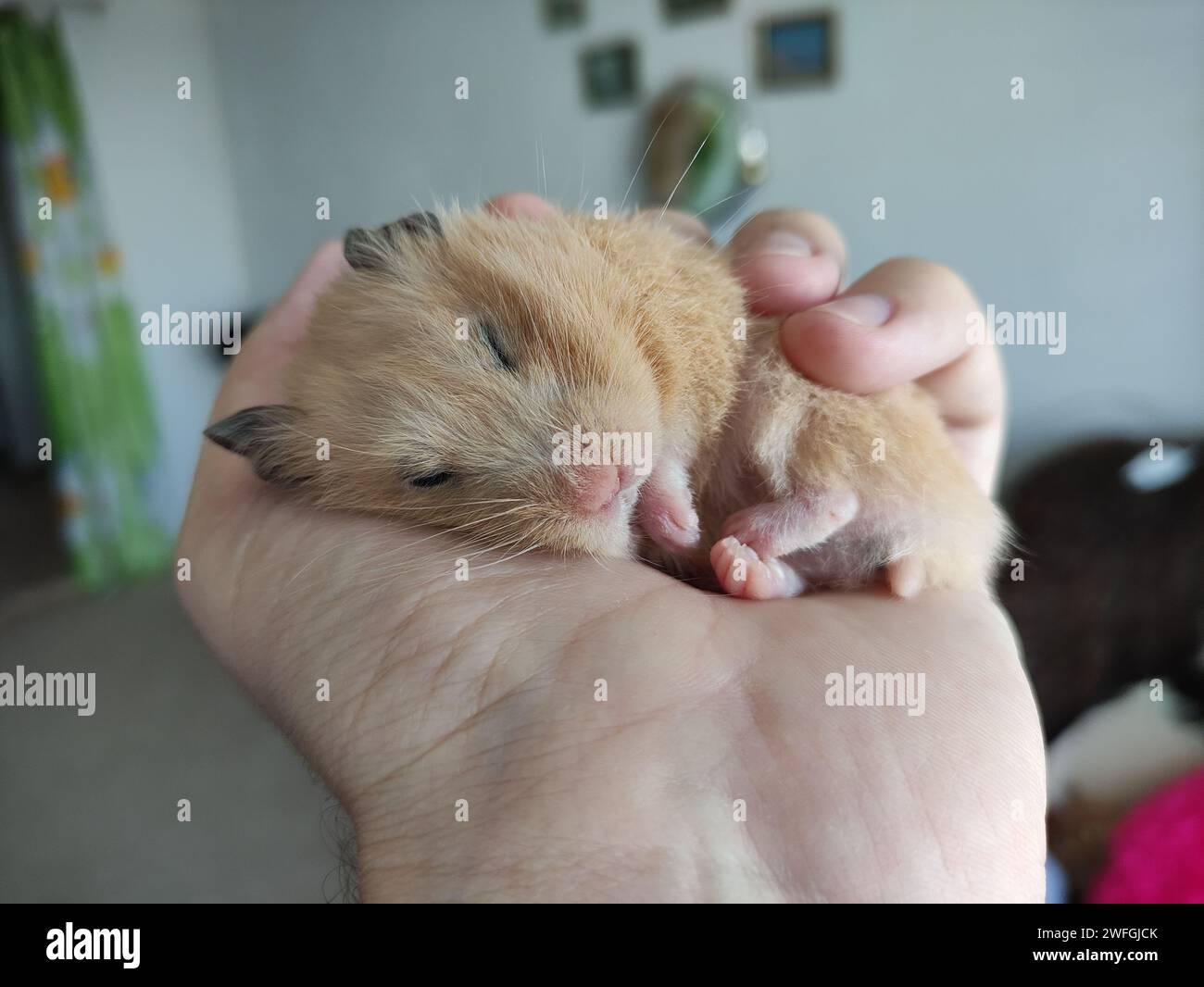Hamster in a hand hi-res stock photography and images - Alamy
