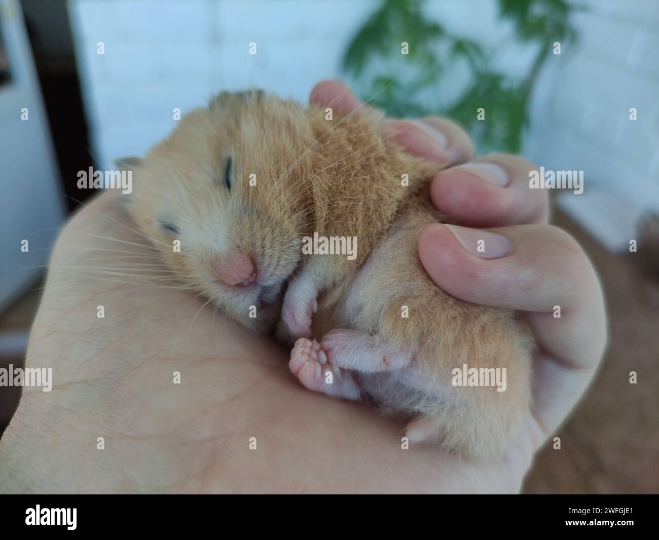 Cute syrian hamster sleeping in owner's hand Stock Photo - Alamy