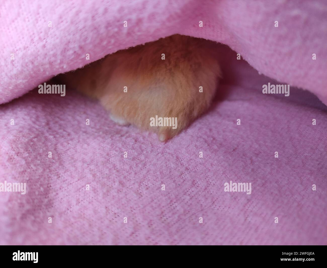 Hamster tail peeking out from under a blanket Stock Photo - Alamy