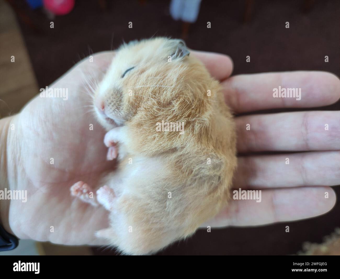 Cute syrian hamster sleeping on a palm Stock Photo - Alamy