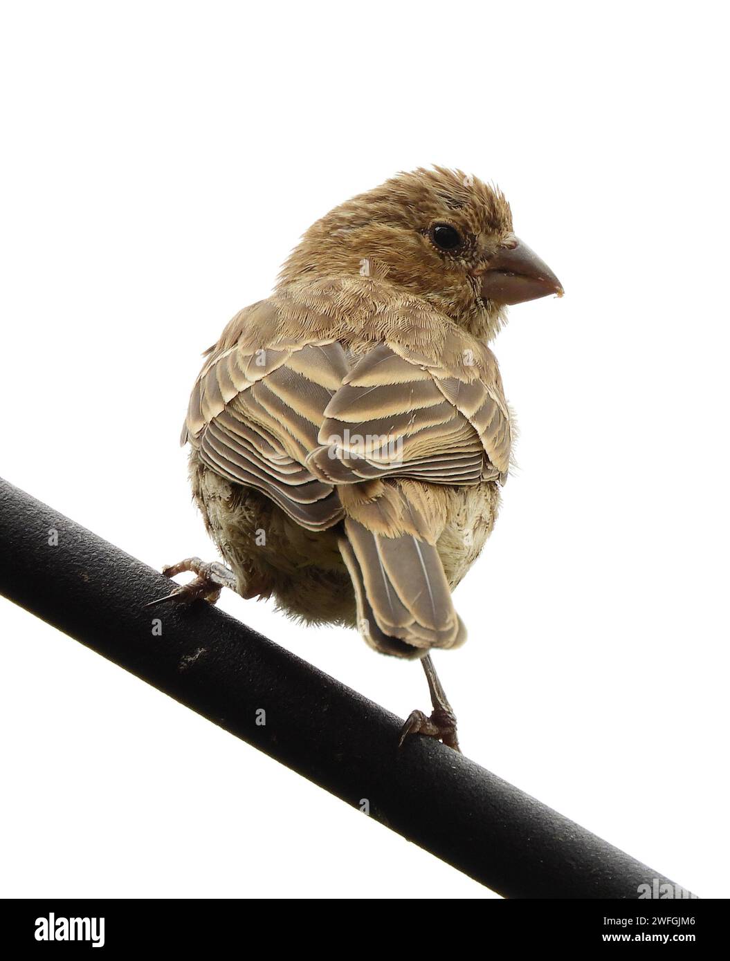 Female rosefinch Cut Out Stock Images & Pictures - Alamy