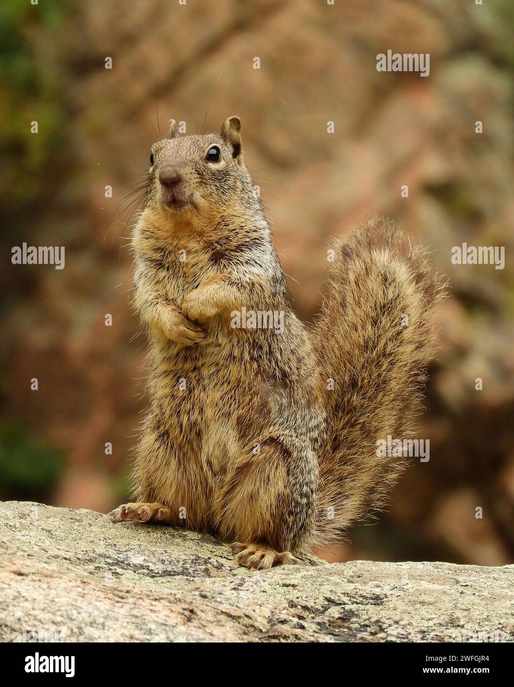 cute ground squirrel standing on a granite boulder in waterton canyon ...
