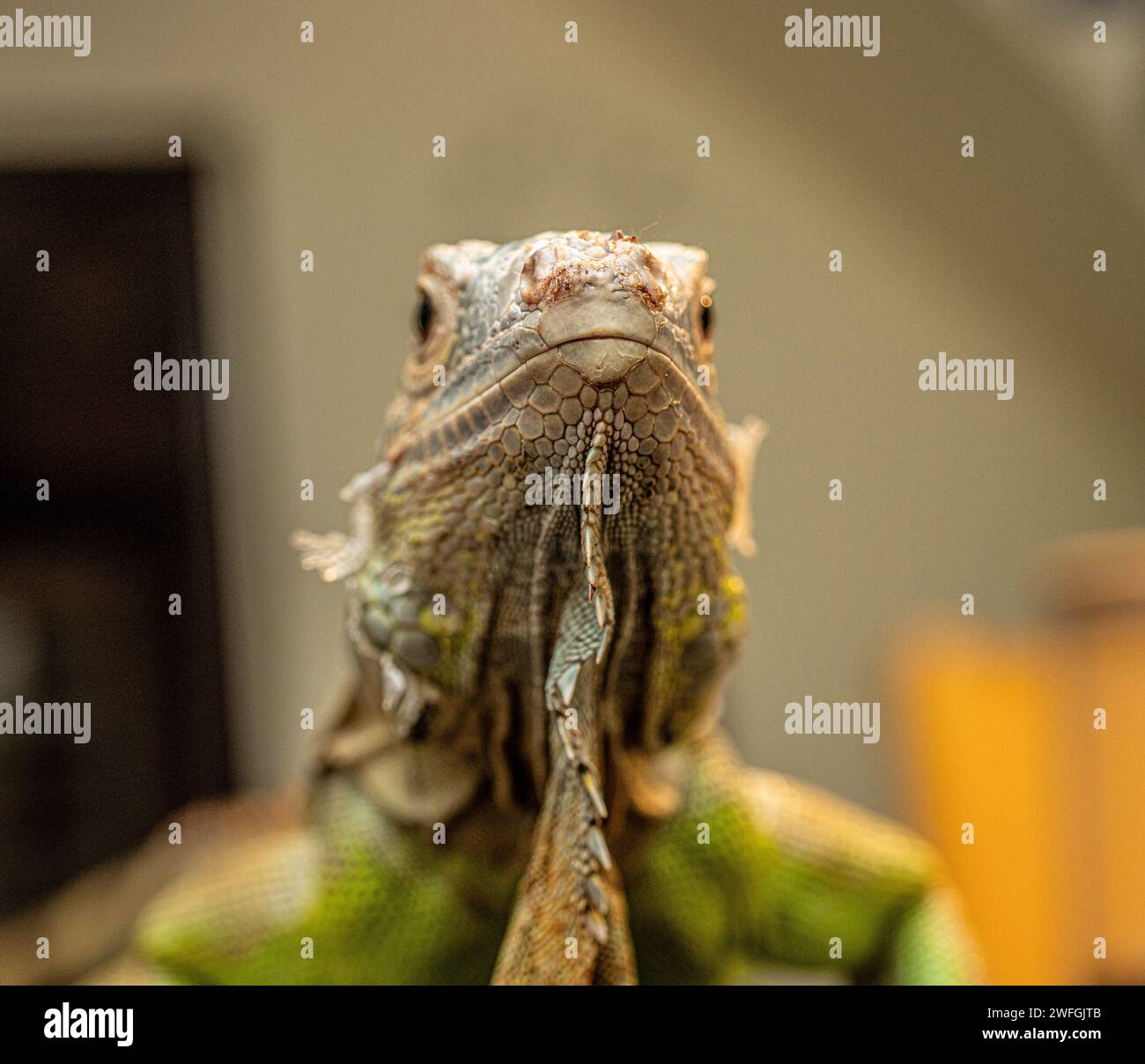 Reptiles looking into camera hi-res stock photography and images - Alamy