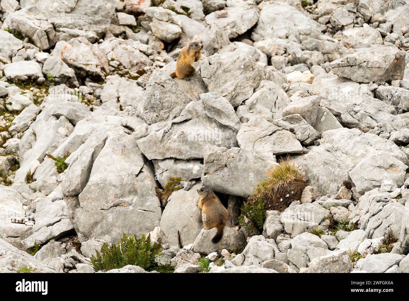 Two alpine marmots (Marmota marmota) in high mountains in Bavaria ...