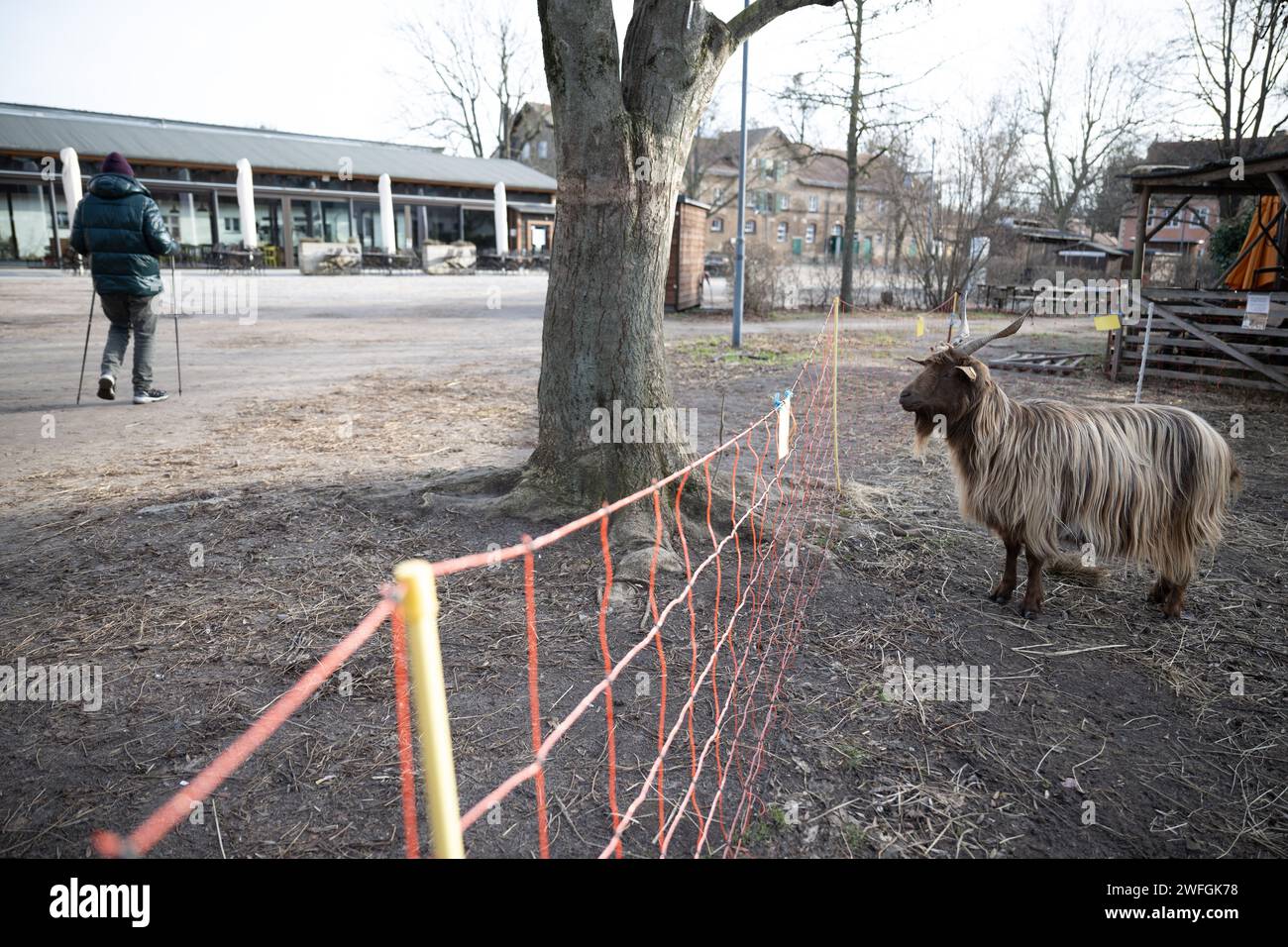 Potsdam, Germany. 29th Jan, 2024. A Bulgarian screw-horned long-haired ...
