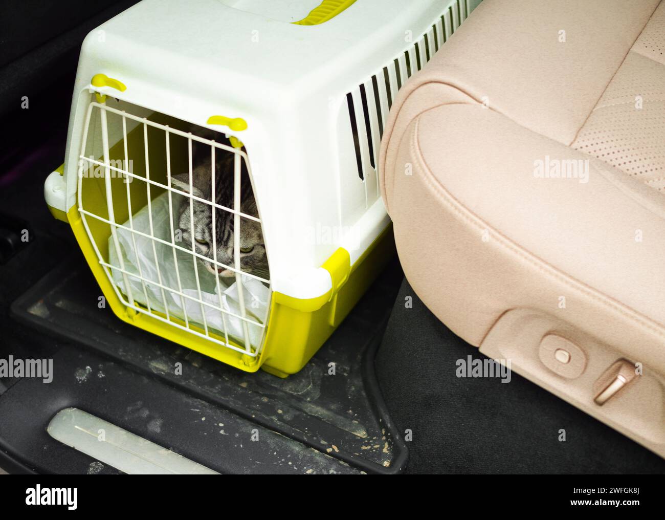 Cat carrier car hi-res stock photography and images - Alamy