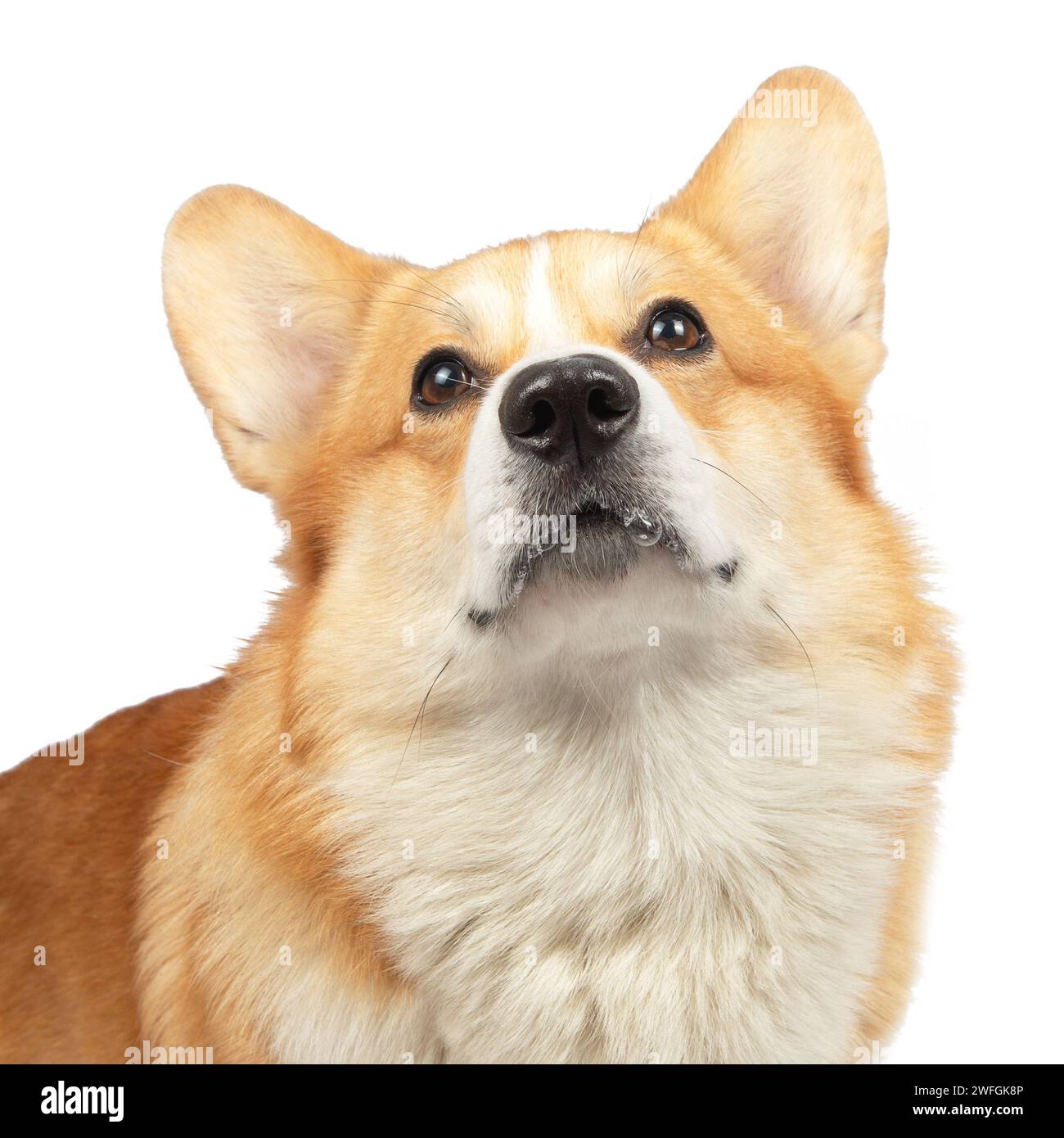 welsh corgi pembroke isolated on white background Stock Photo - Alamy