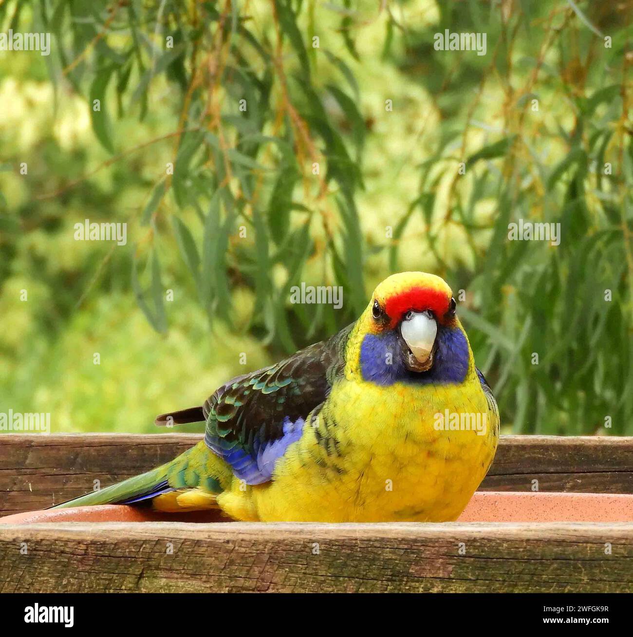 Rosellas tasmania hi-res stock photography and images - Alamy
