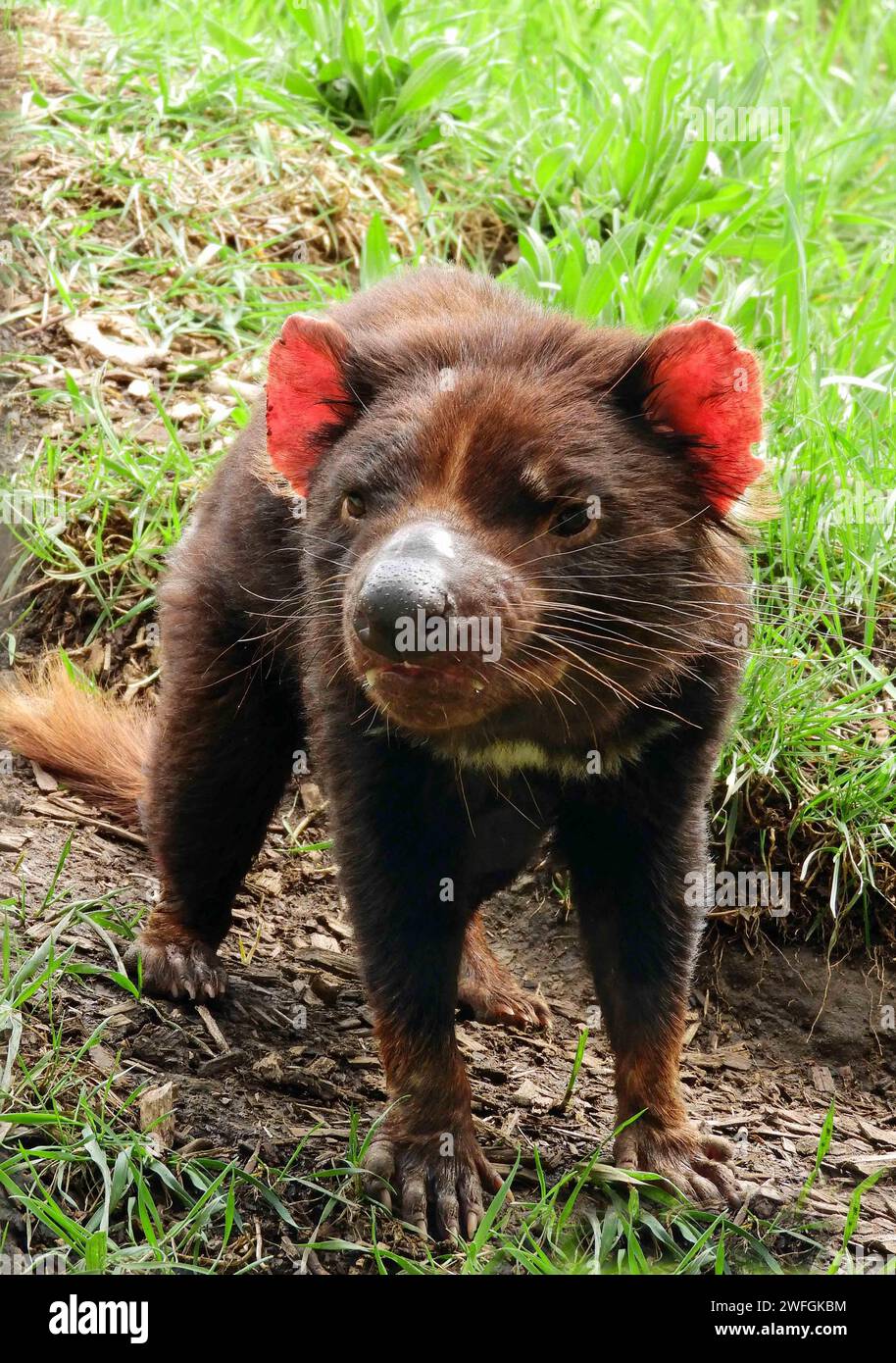 tasmanian devil standing in the grass at the tasmanian devil unzoo in ...