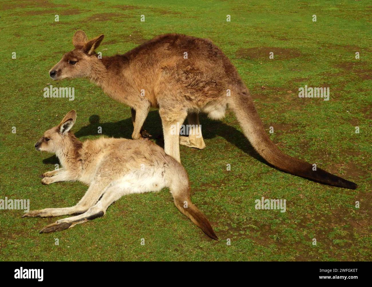 Taranna tasmania hi-res stock photography and images - Alamy