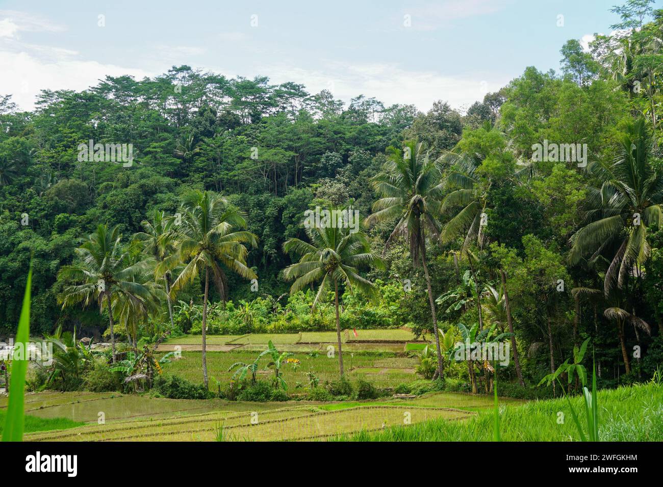 Stock photo of Indonesian natural scenery with green rice fields and ...