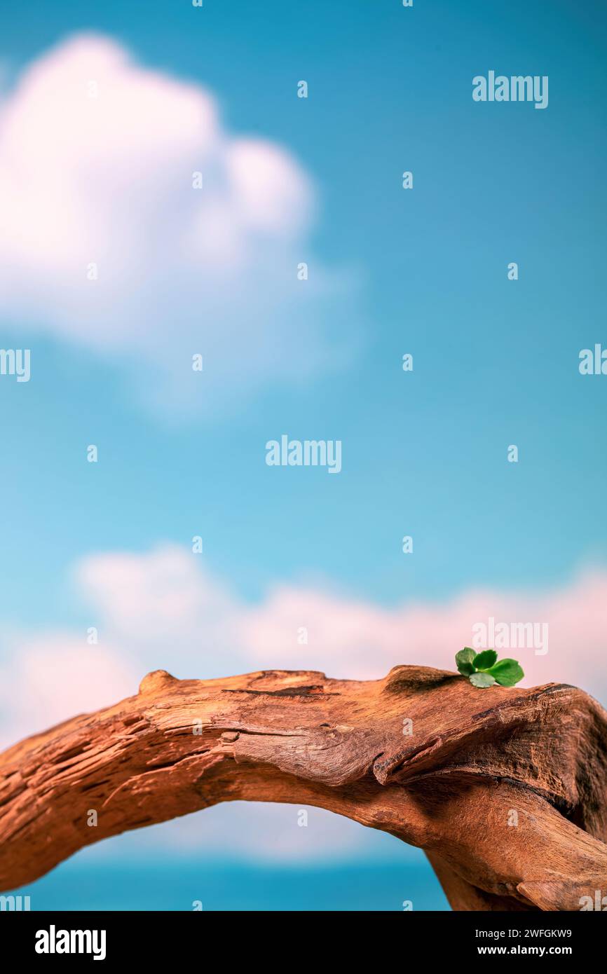 Product showcase backgrounds, product image background, photography ...