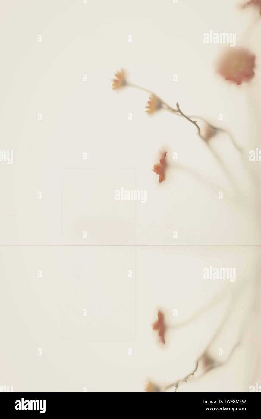 Product showcase backgrounds, product image background, photography ...